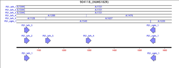 Creating your own subsequence library of primers