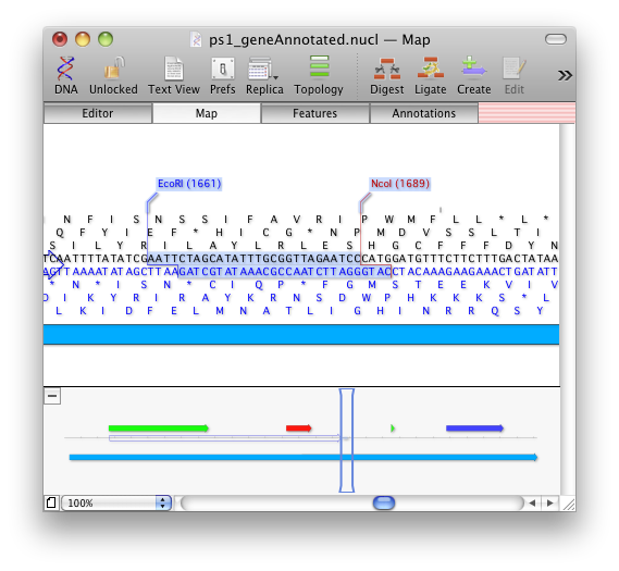 MacVector 12: New features for Click Cloning and Restriction Enzyme analysis