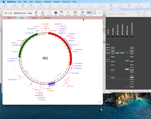 MacVector, Apple Silicon and macOS Big Sur compatibility